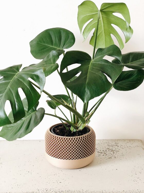 The Perfect Mid Mod Gifts For The Plant Lover - Atomic Ranch