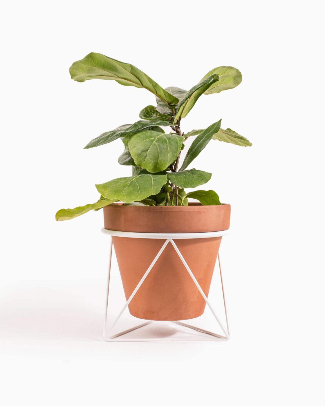 Mid Mod Planters and Watering Cans - Home