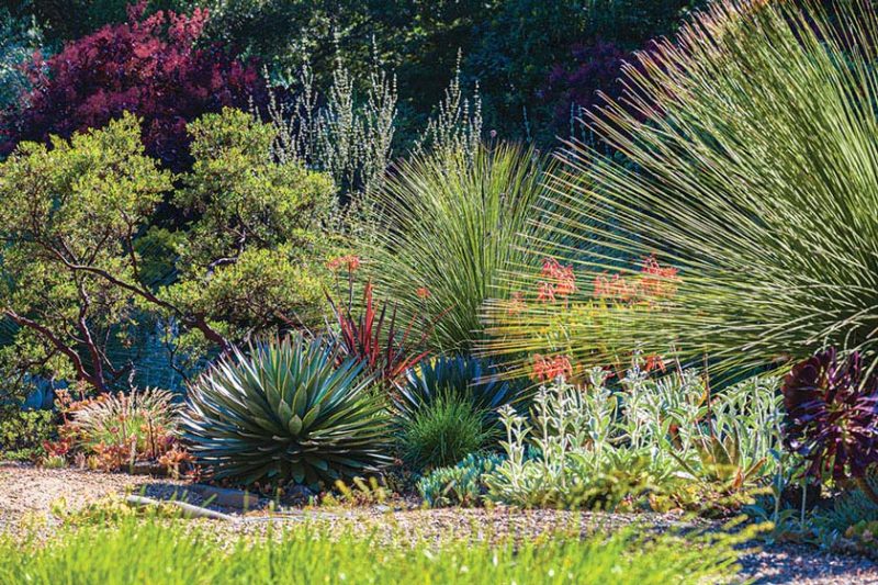 Modern Plant Bed Ideas - Atomic Ranch