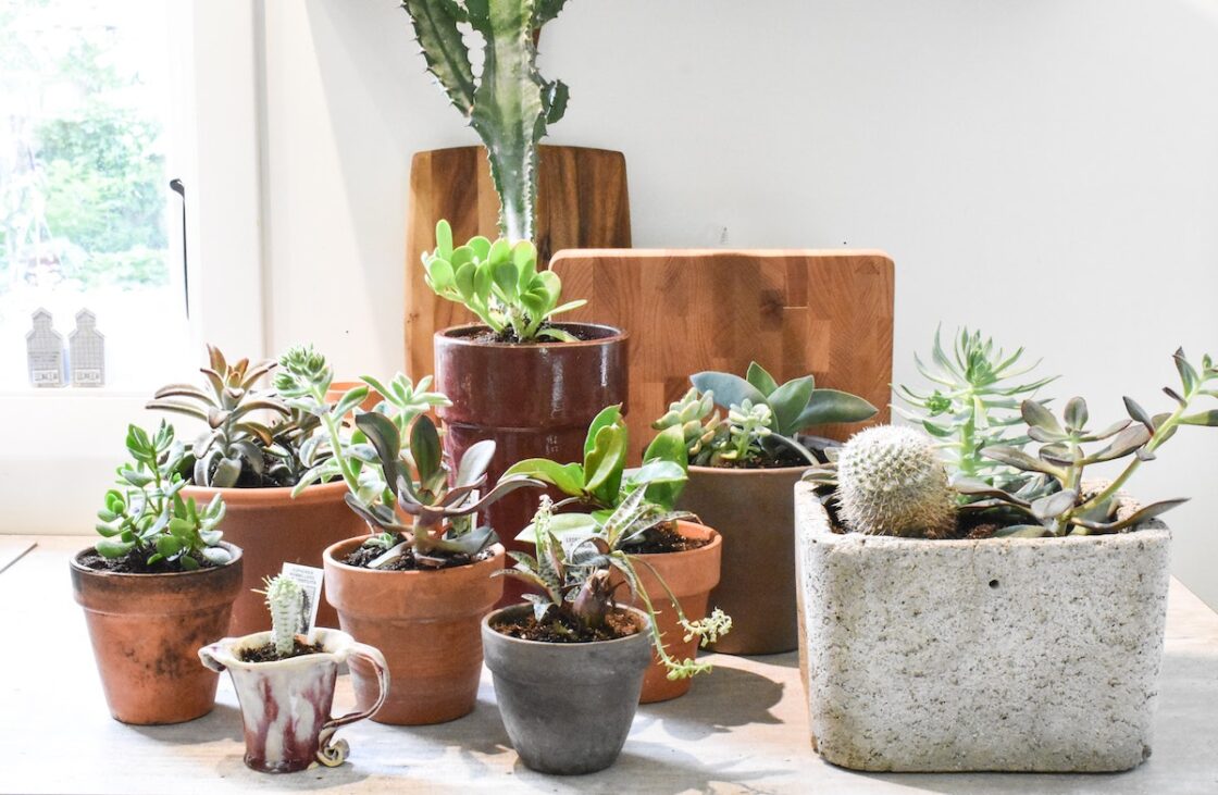 The Perfect Mid Mod Gifts For The Plant Lover - Atomic Ranch