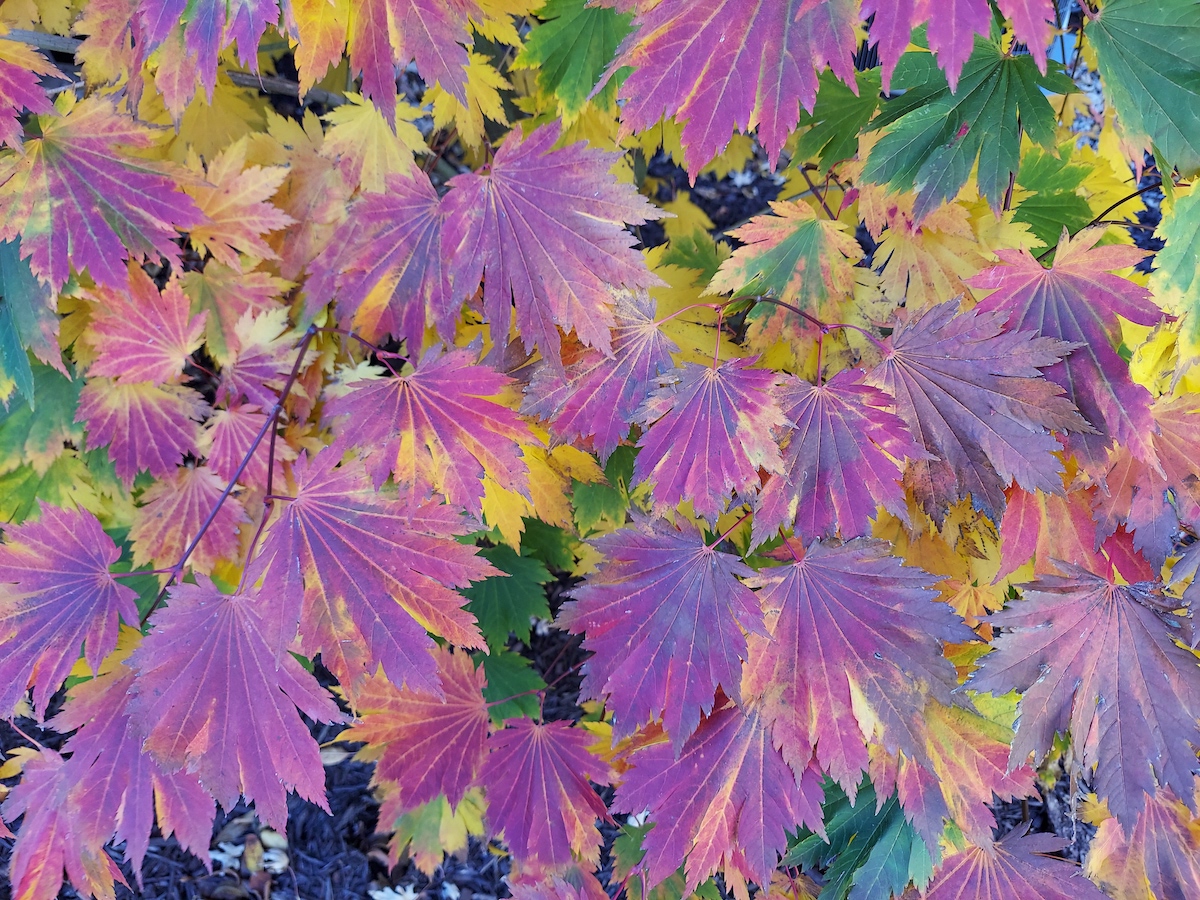 Front Yard Fall Foliage - Atomic Ranch