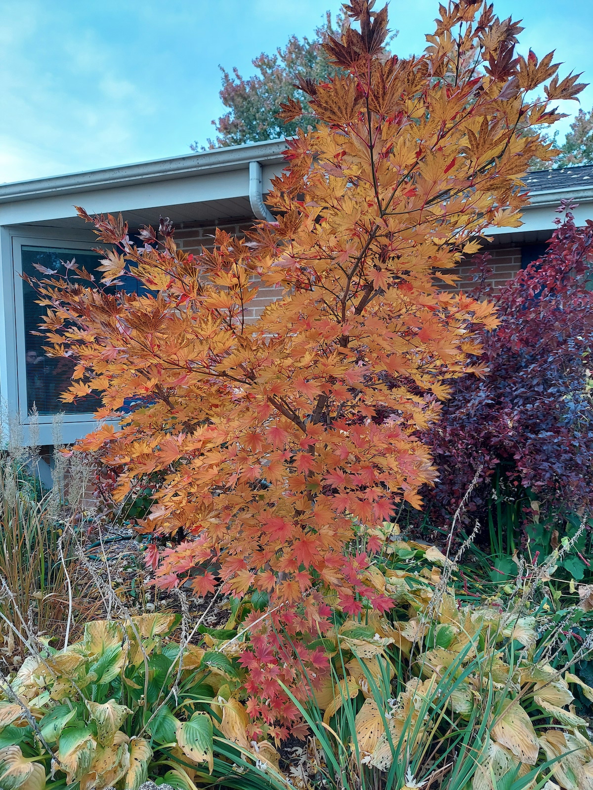 Front Yard Fall Foliage - Atomic Ranch