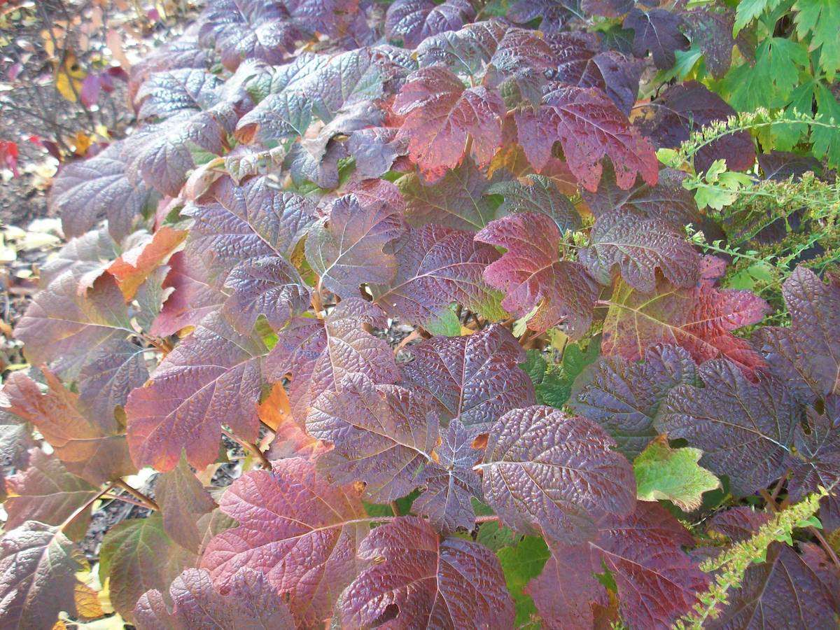 Front Yard Fall Foliage - Atomic Ranch