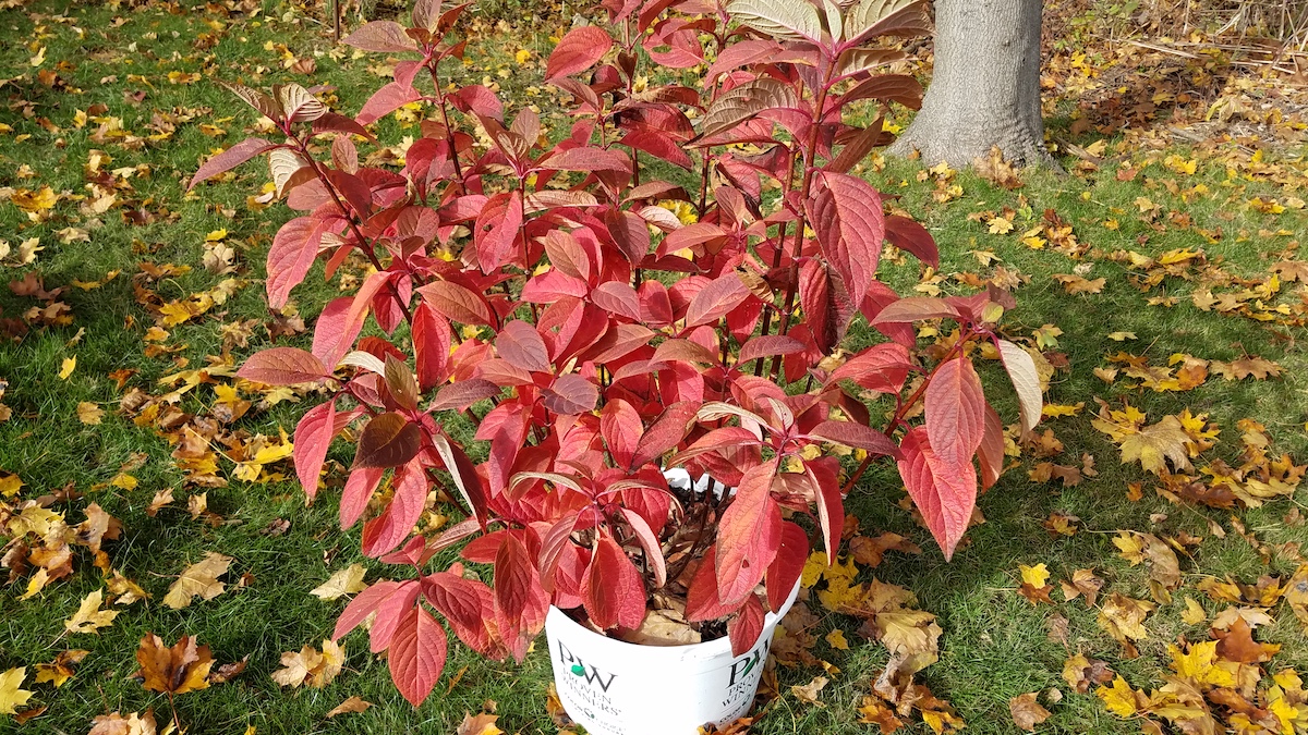 Front Yard Fall Foliage - Atomic Ranch